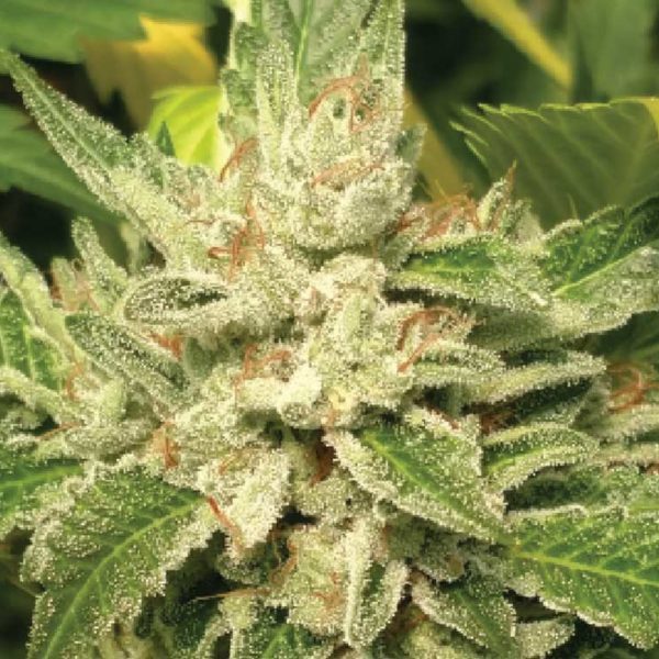 707 Seedbank • Flavors by Sha Bud | Speakeasy Strains