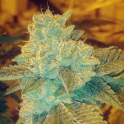 Speakeasy Showcase • Speak Easy Seed Bank Seeds + Strain Database