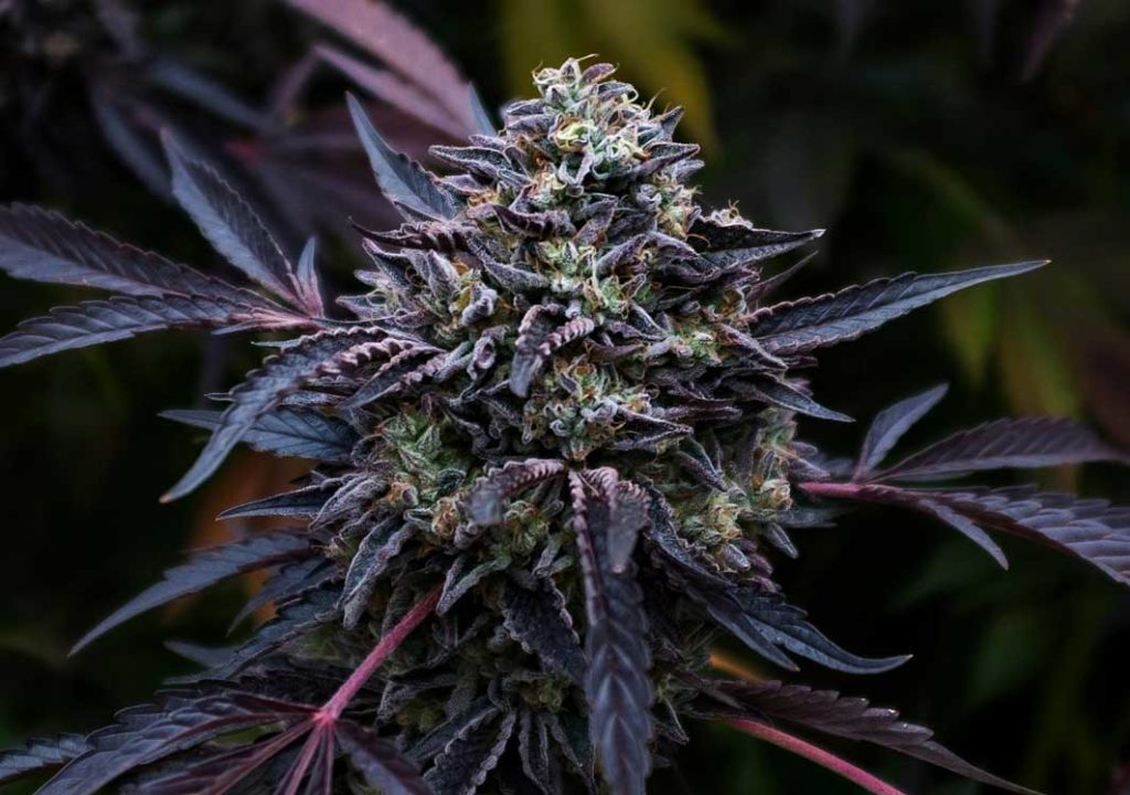 Snow Cone | Snowman S1 x Chemdog 4 IBL • 707 Seedbank
