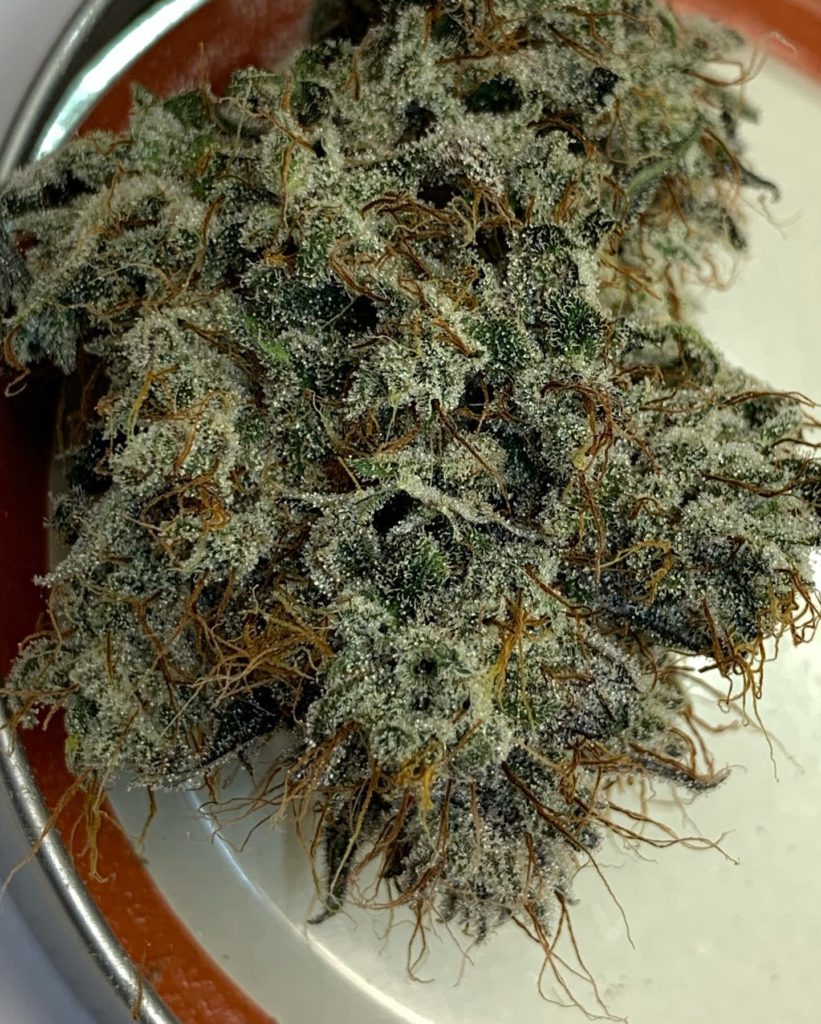 Crickets and Cicada Seeds - Nepalese Hashplant x Puck Backcross Strain