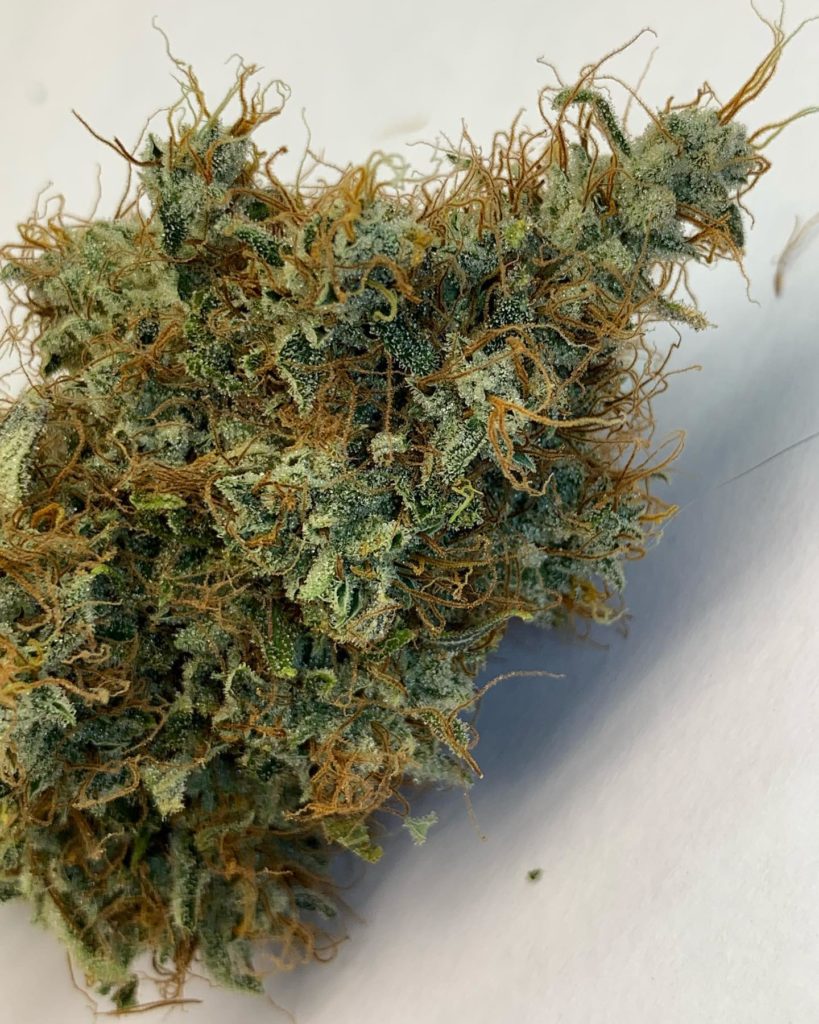 Crickets and Cicada Seeds - Sensi Star x Puck Backcross Strain