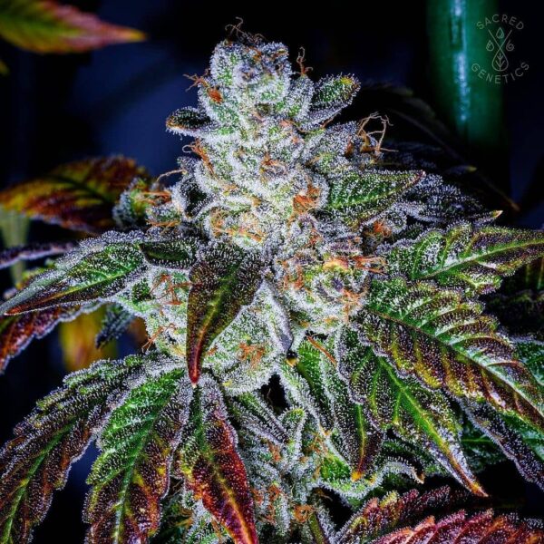 Black Triangle • Speakeasy Showcase