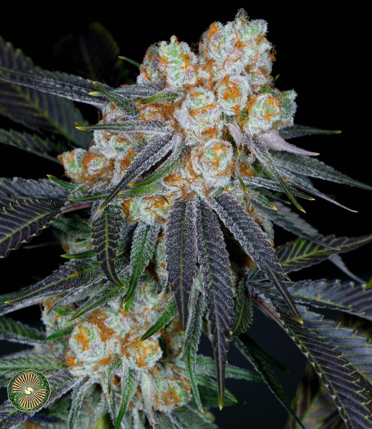 Huckleberry Juice • Speakeasy Showcase