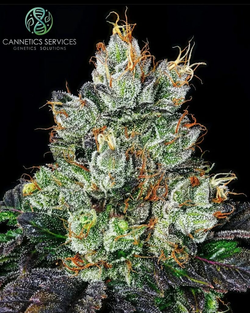 Rootbeer Freeze Strain 🍺🍦 • Legit Root Beer Seeds • Mean Gene