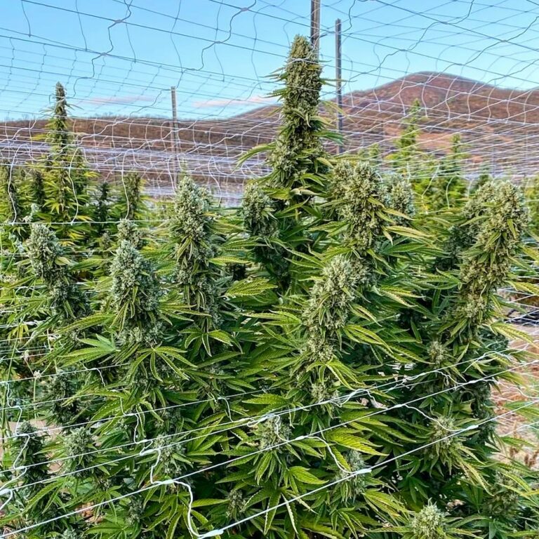 Rootbeer Freeze Strain 🍺🍦 • Legit Root Beer Seeds • Mean Gene